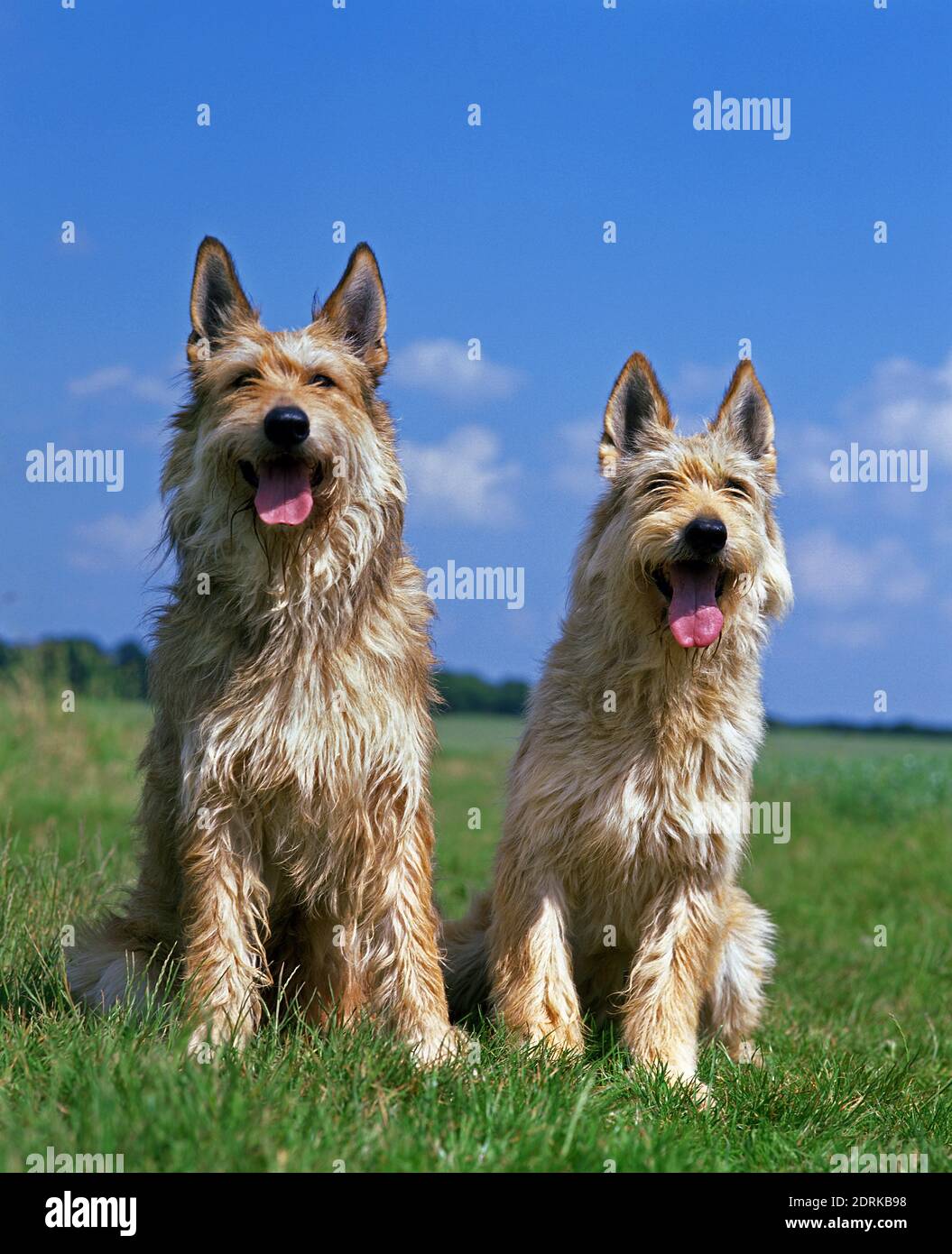 Picardy Shepherd Dog, sitting on Grass Stock Photo - Alamy