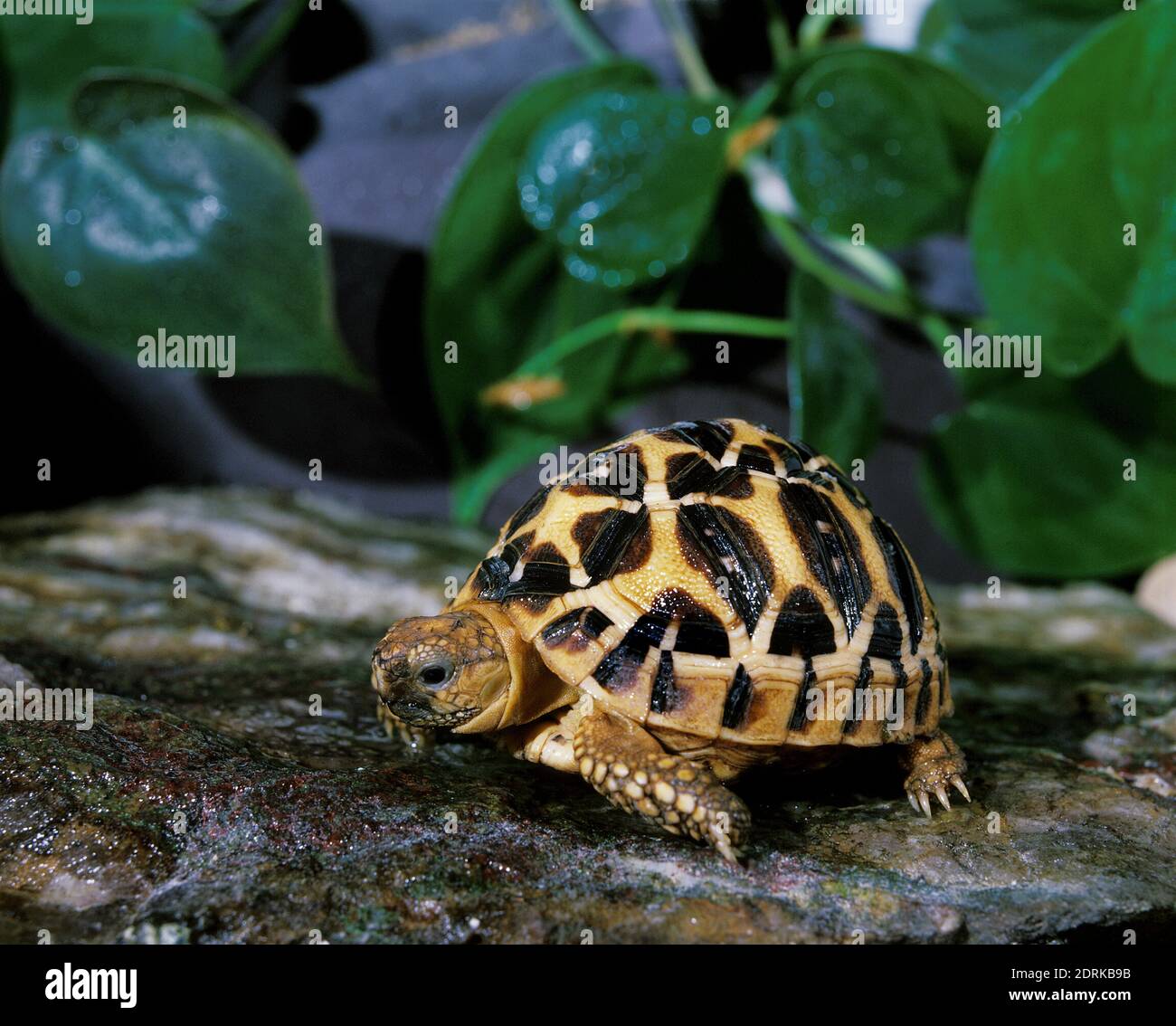 Indian spotted turtle hi-res stock photography and images - Alamy