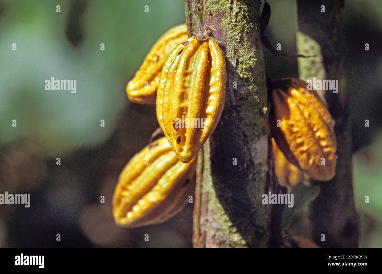Cacao Tree, theobroma cacao, Cocoa fruits, Mexico Stock Photo - Alamy