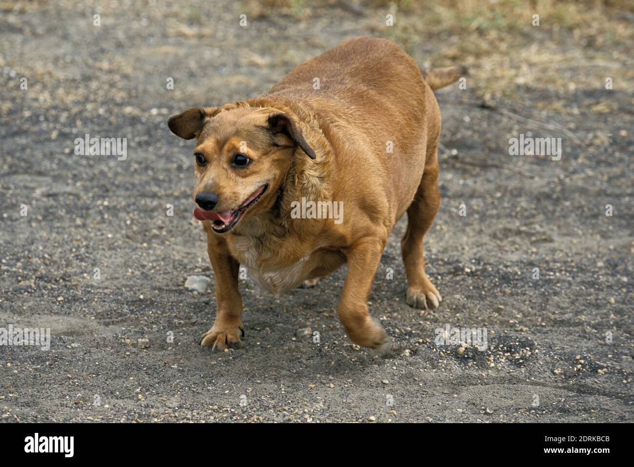 Obese dog hi-res stock photography and images - Alamy