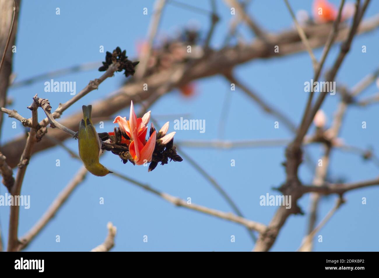 Indian white-eye Zosterops palpebrosus on flowers of flame-of-the ...