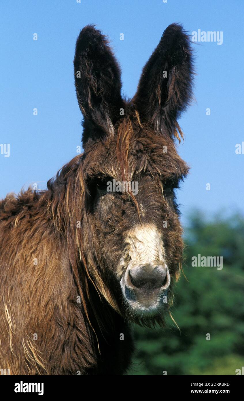 Poitou Domestic Donkey or The Baudet du Poitou, a French Breed Stock ...