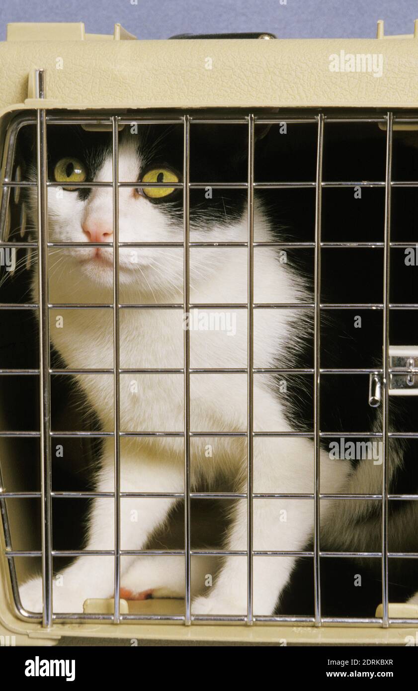 Domestic Cat standing in its Cat Carry Case Stock Photo - Alamy