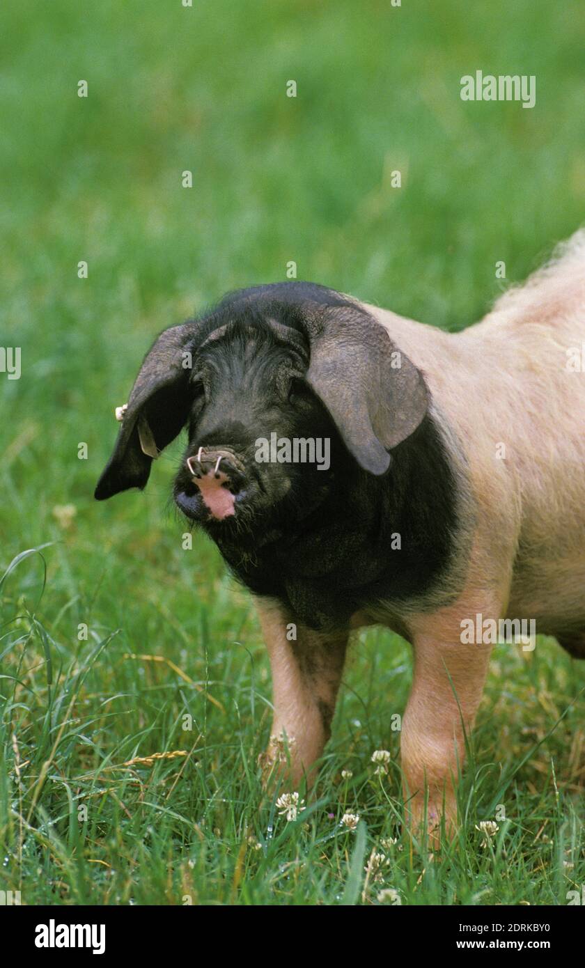 Basque Domestic Pig, a French Breed Stock Photo - Alamy