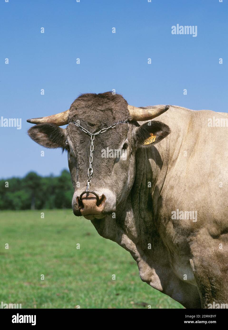 Bazadais Cattle, a French Breed, Portrait of Bull Stock Photo - Alamy