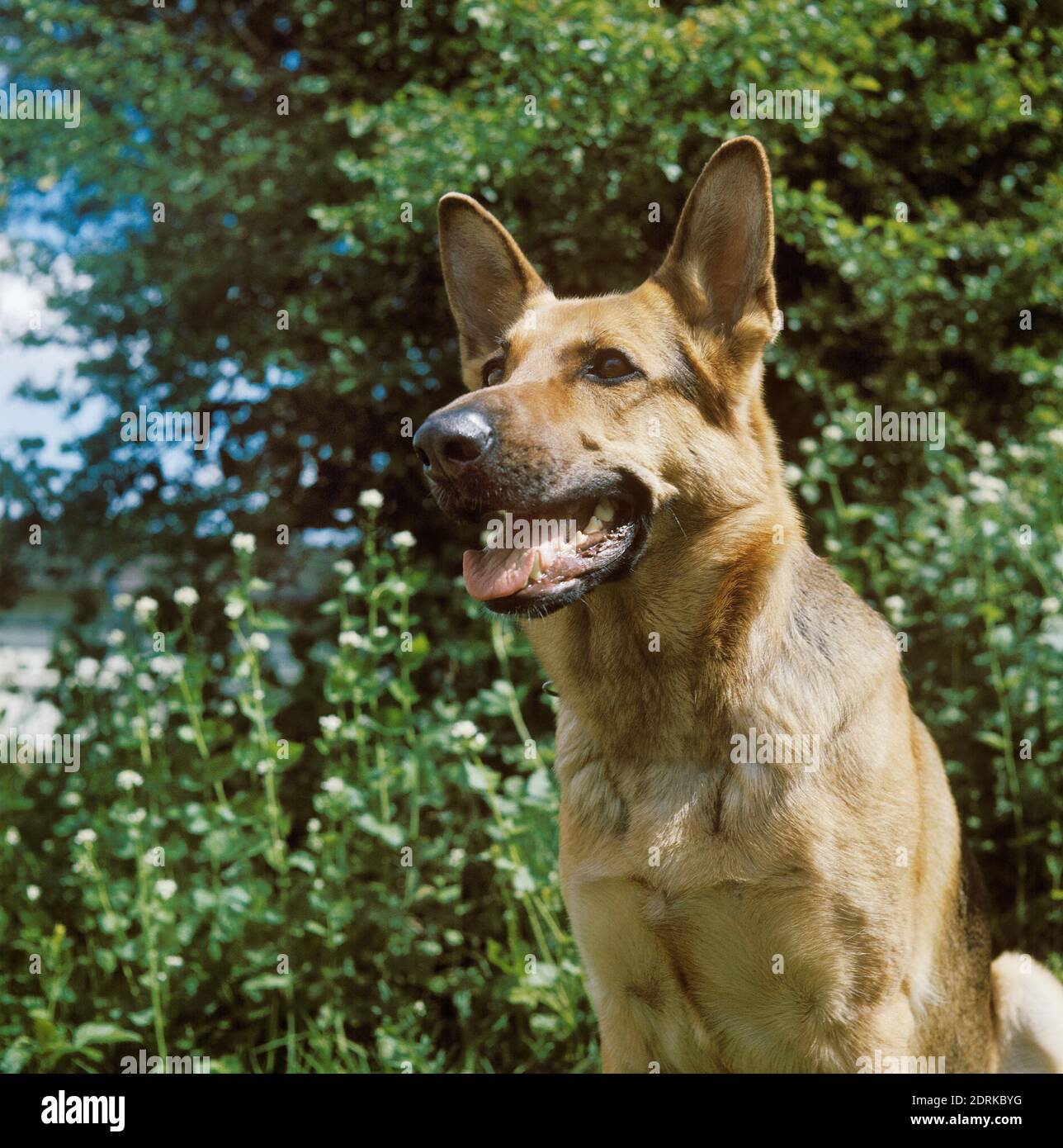 German Shepherd Dog, Portrait Stock Photo - Alamy