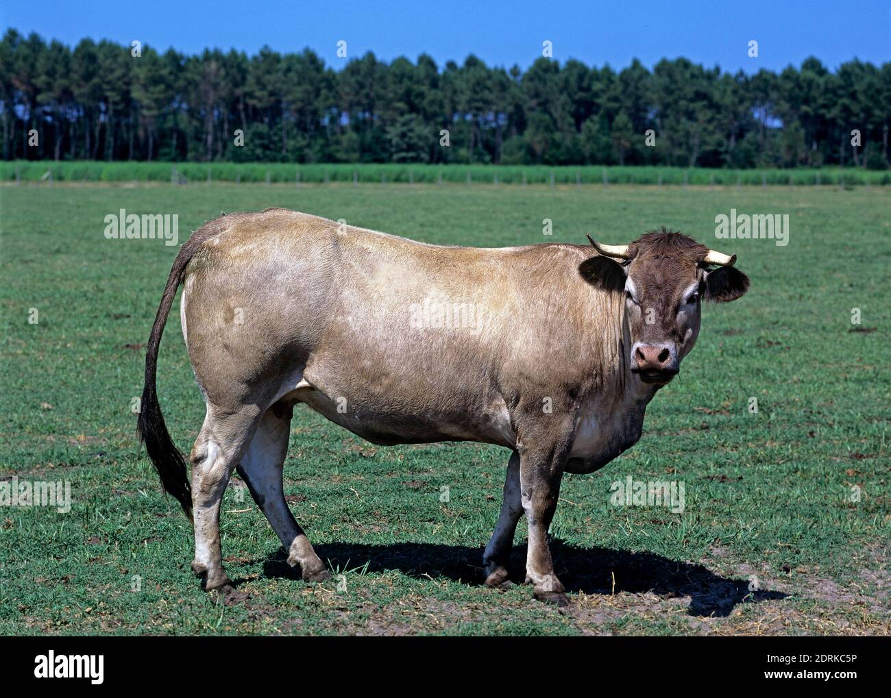 Bazadais cattle french breed cow hi-res stock photography and images ...