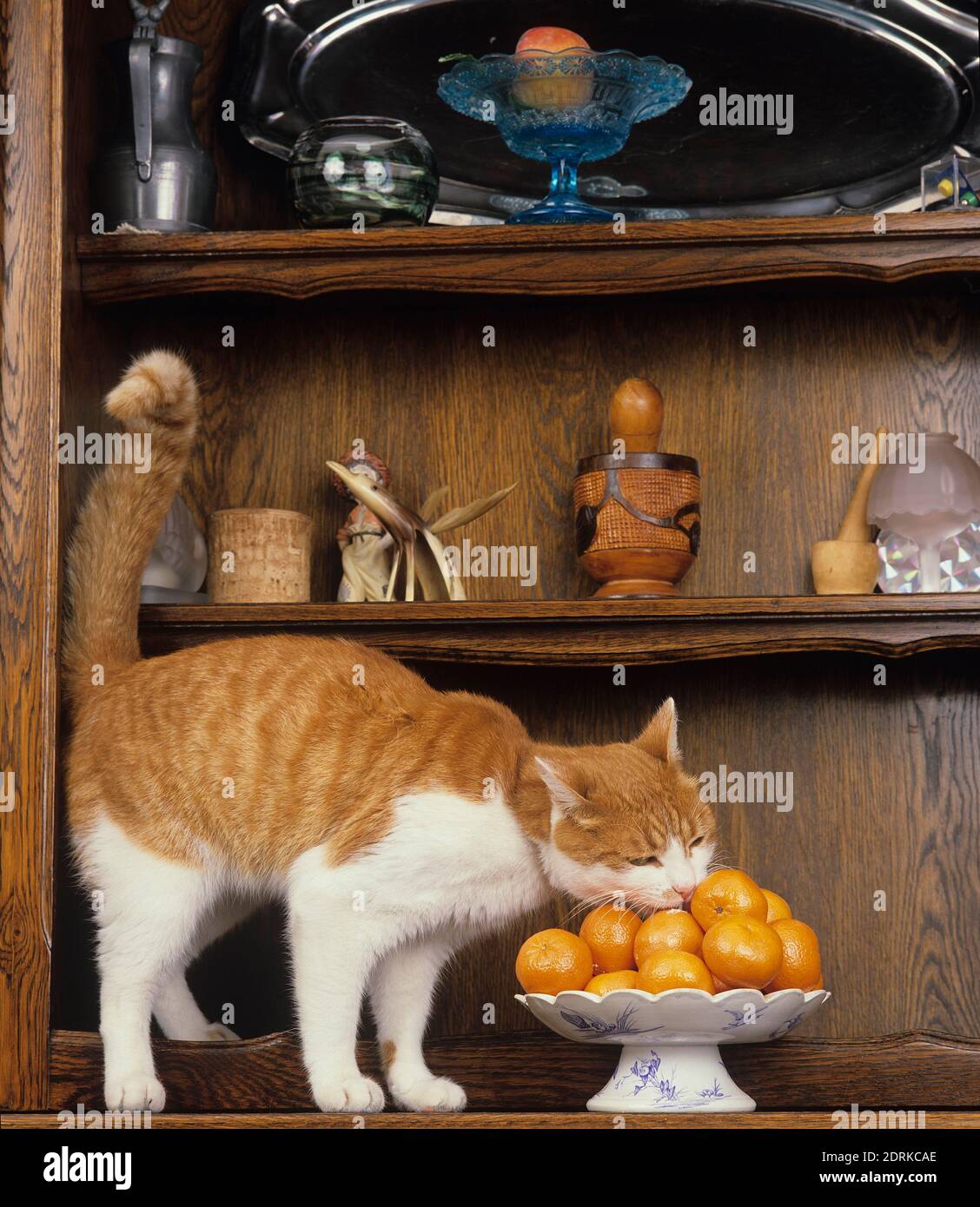 Domestic Cat Smelling and Licking Oranges Stock Photo - Alamy