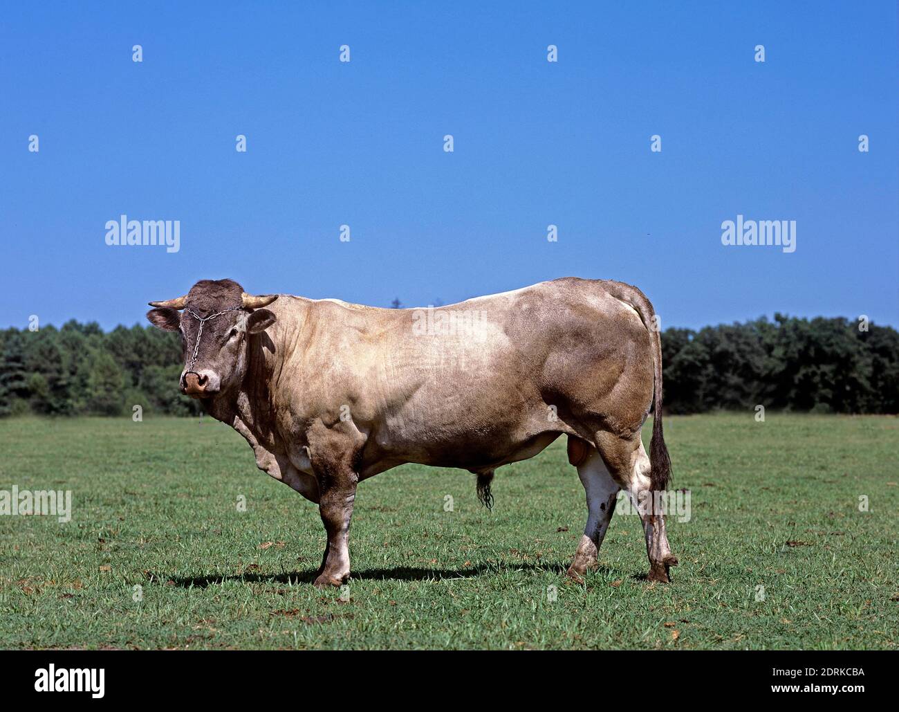 Bazadais cattle hi-res stock photography and images - Alamy