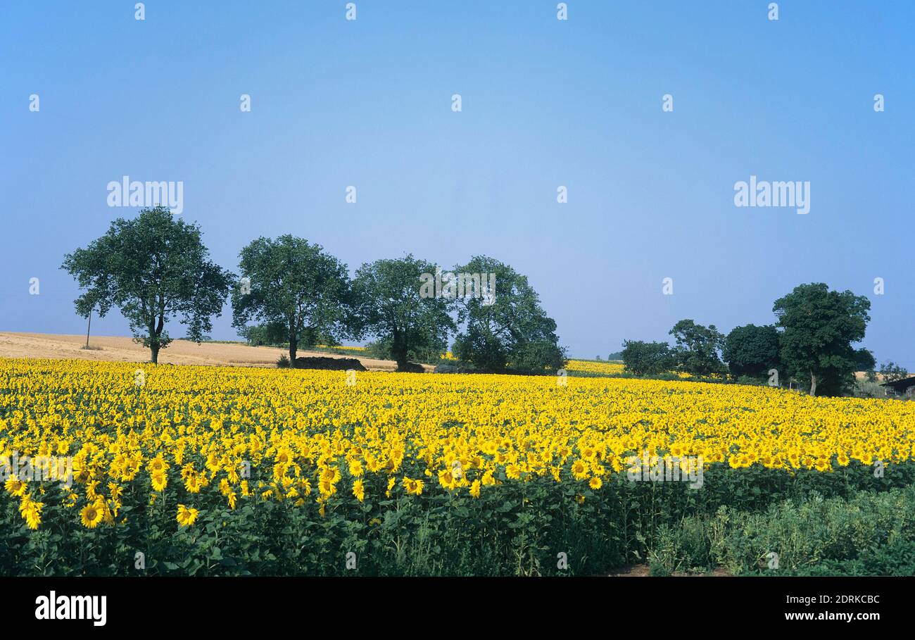 Sunflower Field, helianthus sp, in Normandy Stock Photo - Alamy