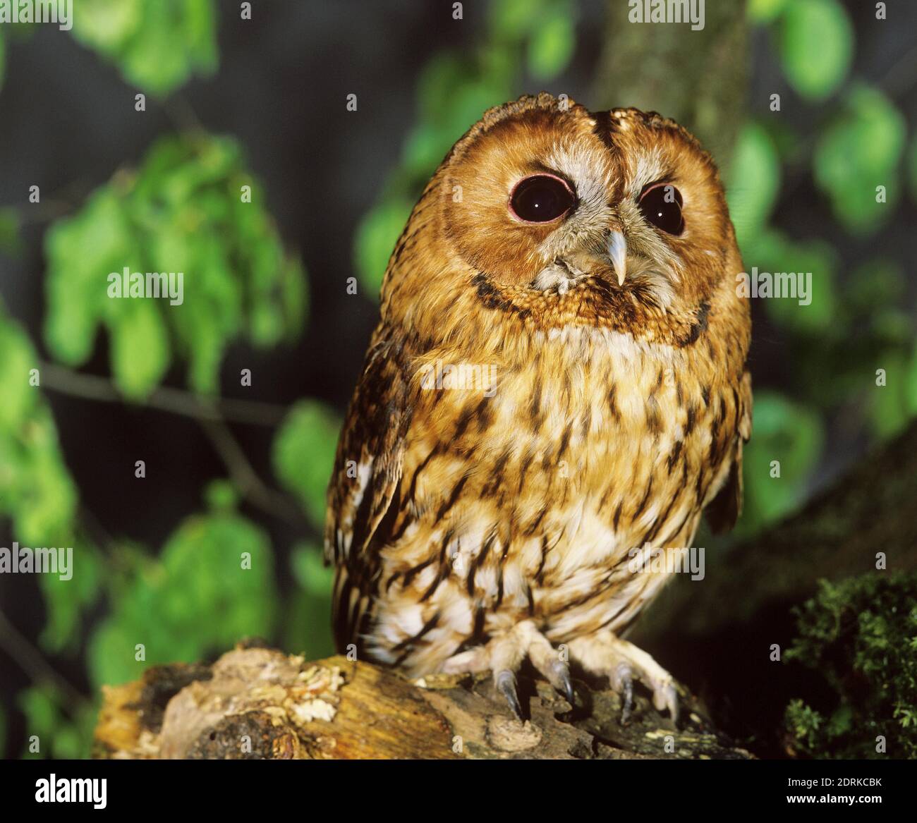 Eurasian Tawny Owl, strix aluco Stock Photo - Alamy