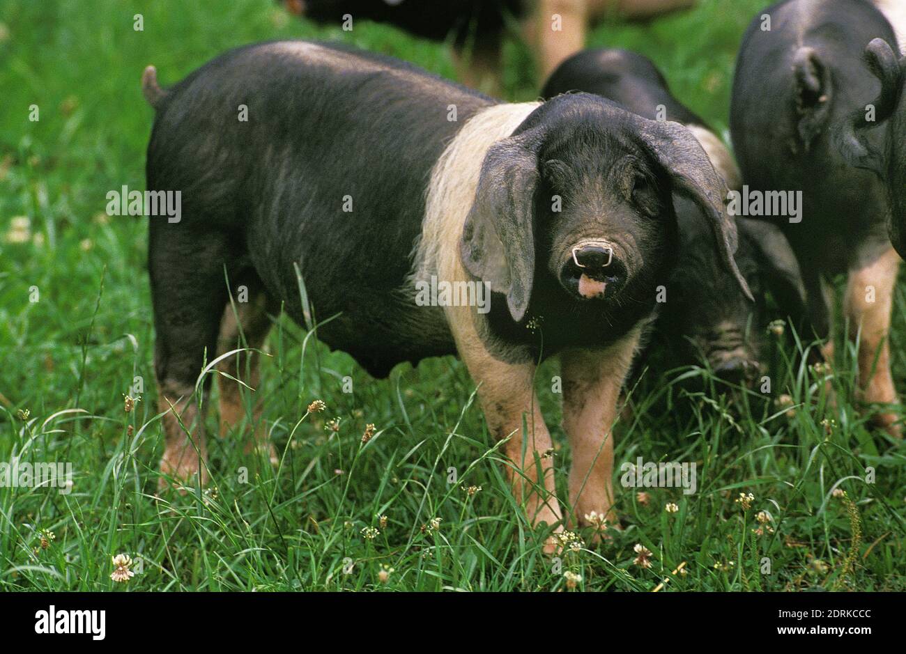 Basque Domestic Pig, a French Breed Stock Photo - Alamy