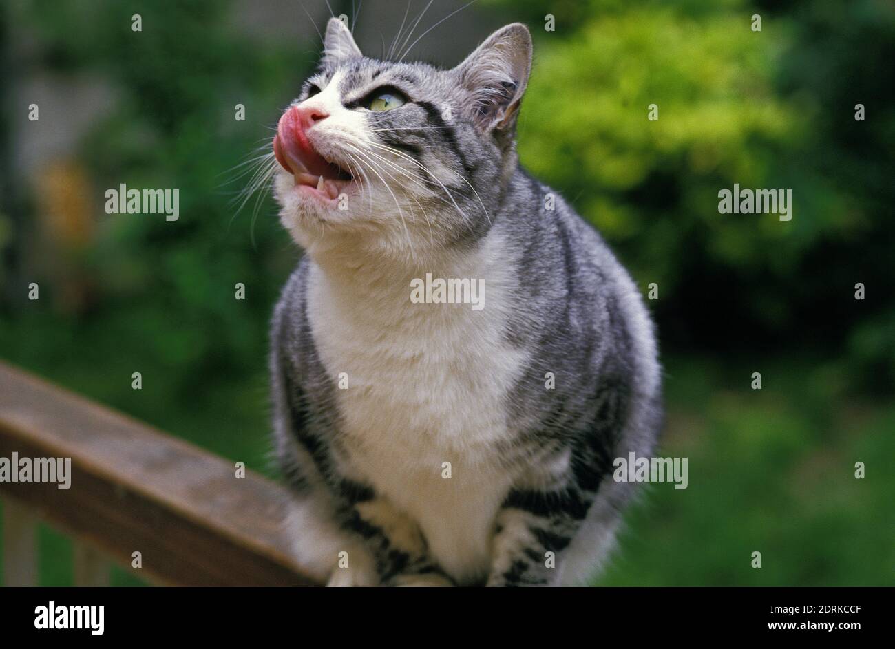 Domestic Cat Licking its Chops Stock Photo - Alamy