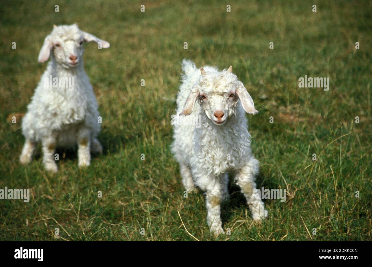 Kids of Angora Domestic Goat, Breed producing the Mohair Wool Stock ...
