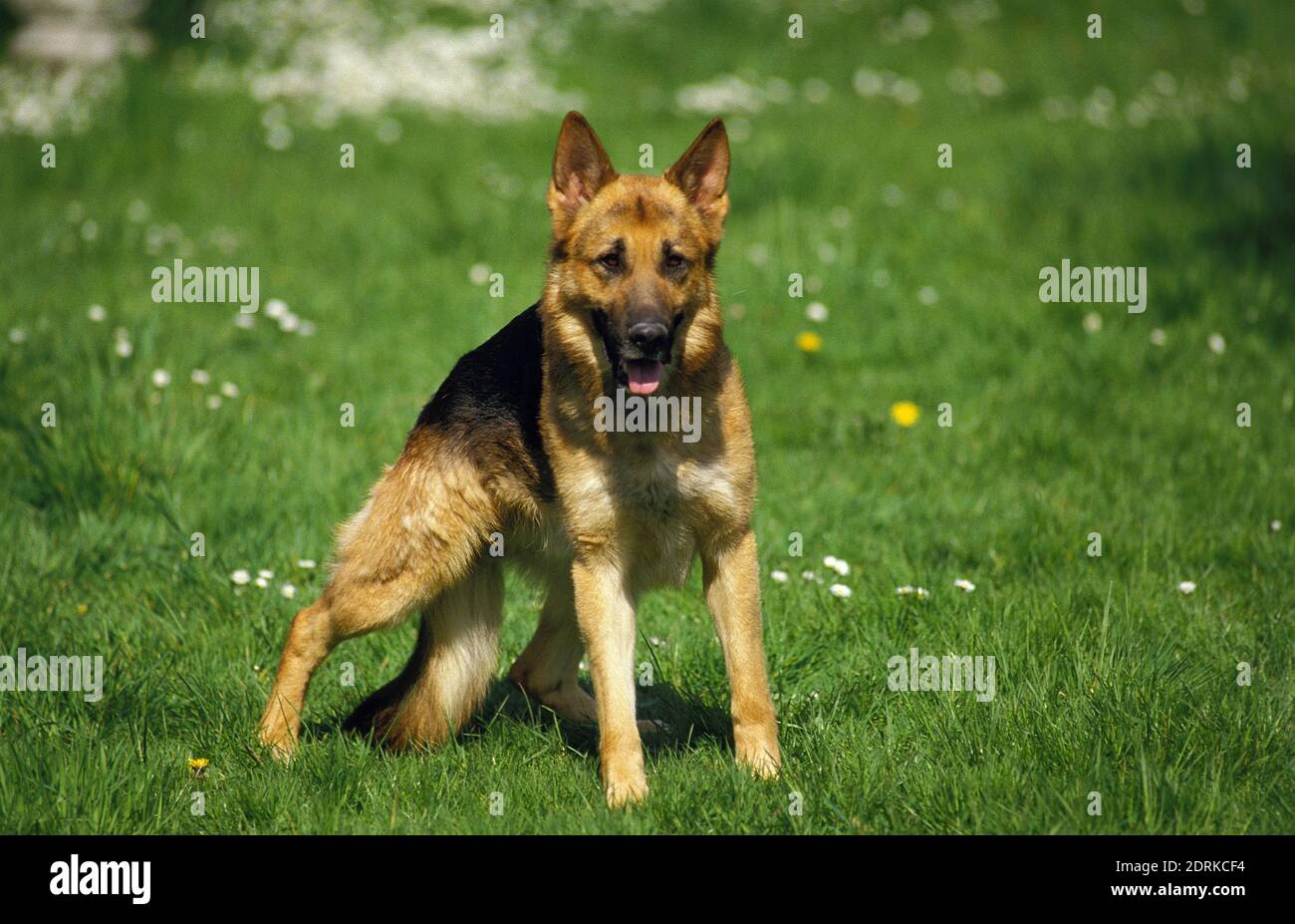 German Shepherd Dog, standing on Grass Stock Photo - Alamy