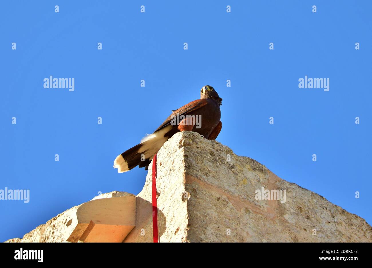 A captive harris hawk, used in falconry, taken out by his falconer for ...