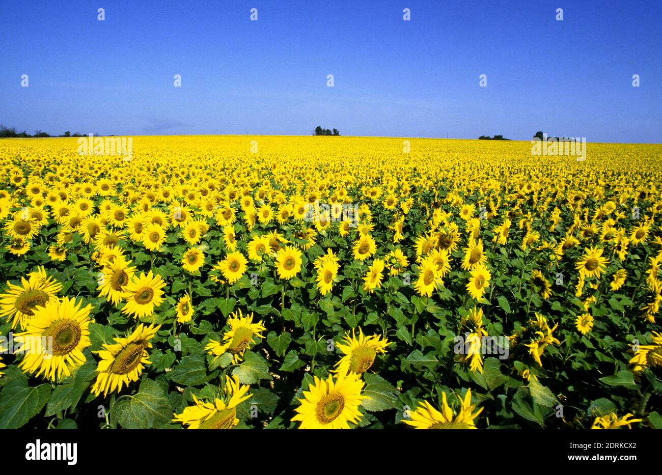 Sunflower Field, helianthus sp, in Normandy Stock Photo - Alamy