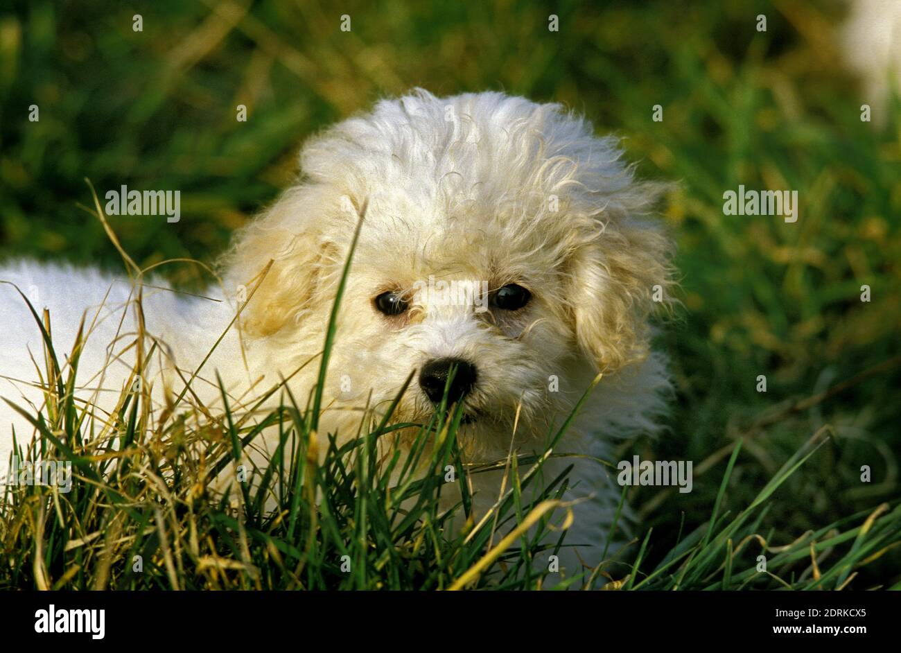 Bichon frise pup hi-res stock photography and images - Alamy