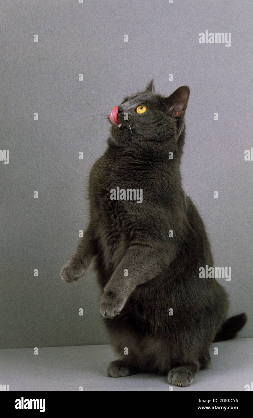 Chartreux domestic cat licking its chops hi-res stock photography and ...