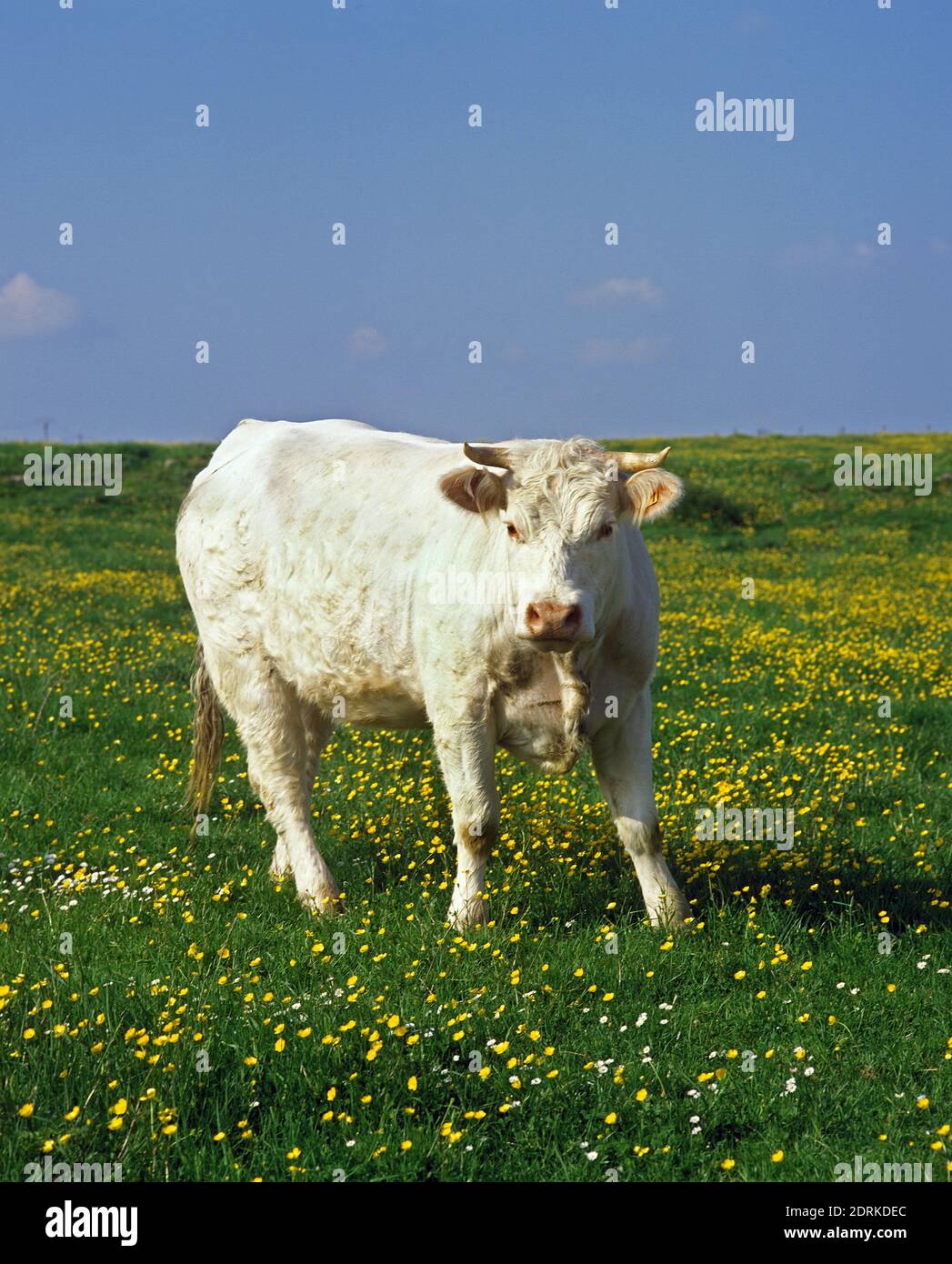 Charolais Domestic Cattle, a french Breed, standing in Meadow Stock ...