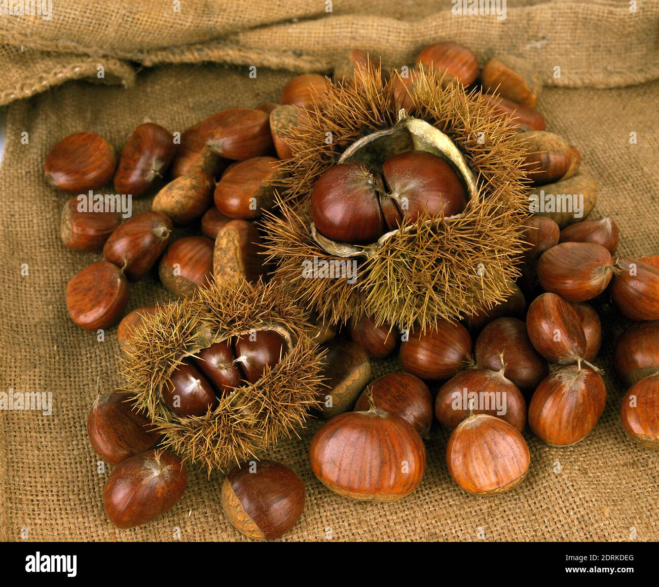 Botany chestnut bur hi-res stock photography and images - Alamy