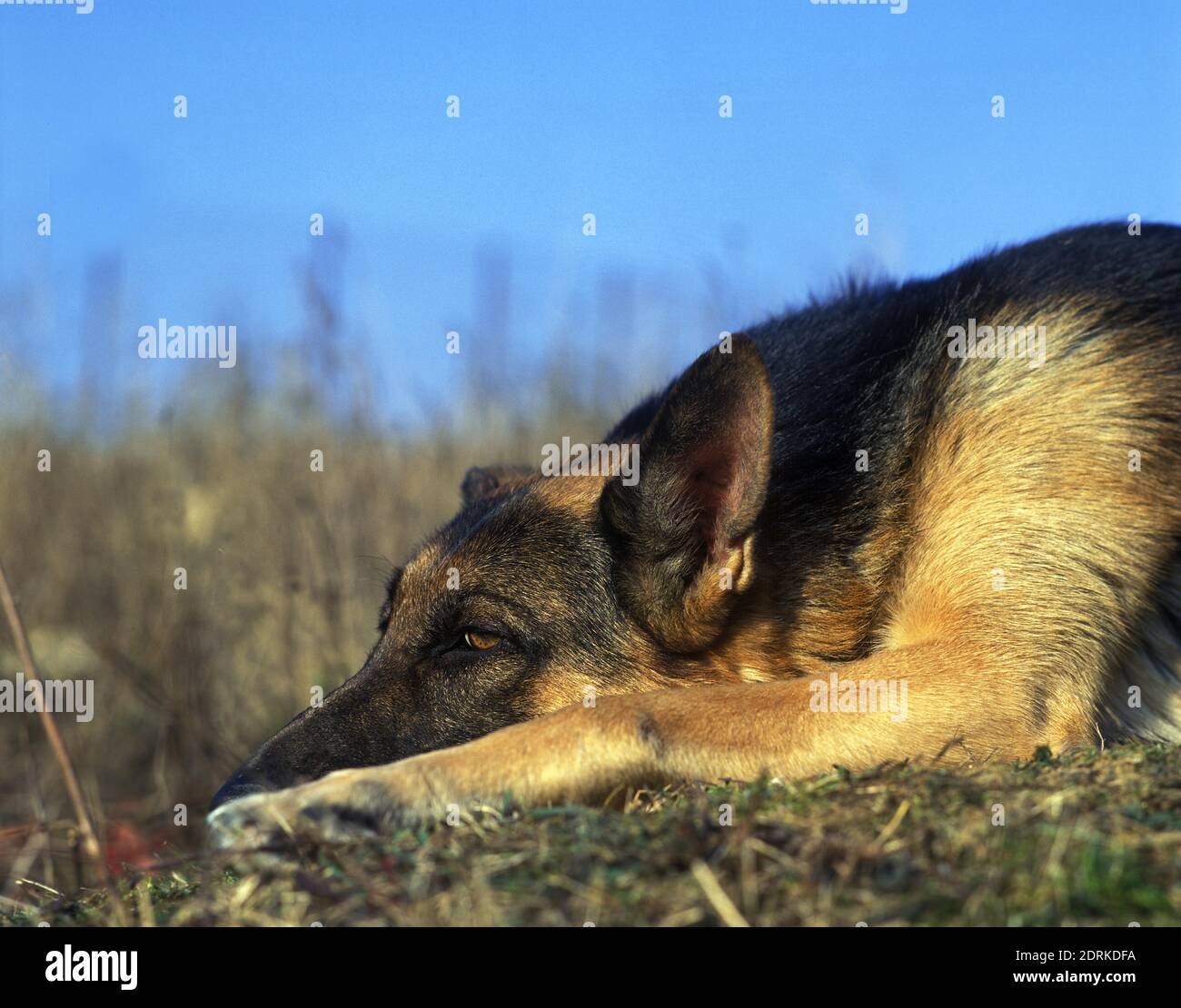 German shepherd dog sleeping hi-res stock photography and images - Alamy