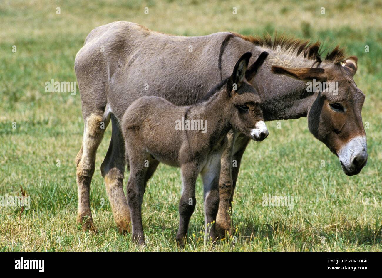 Domestic donkey foal hi-res stock photography and images - Alamy