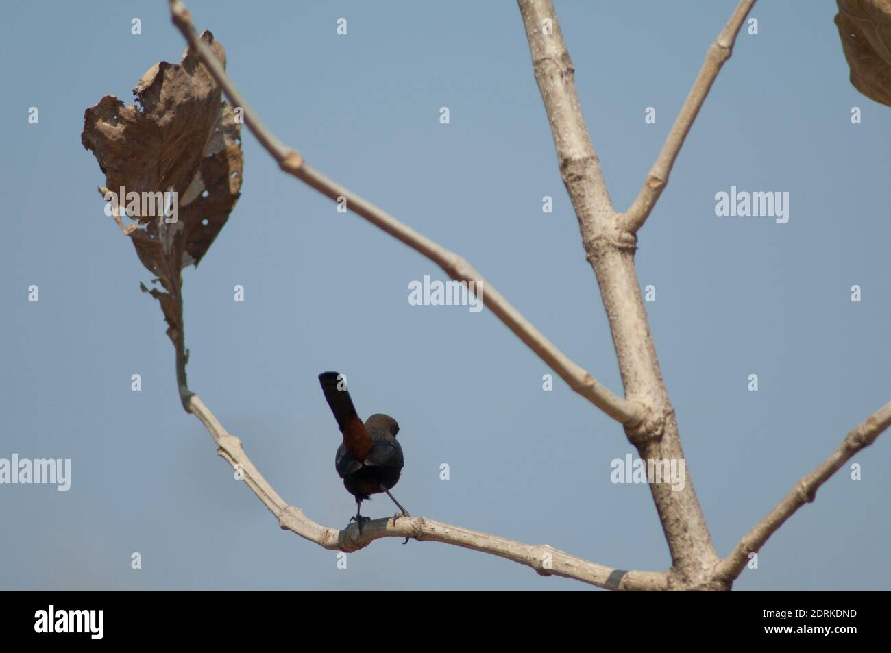 Male Indian robin Copsychus fulicatus cambaiensis. Gir National Park ...