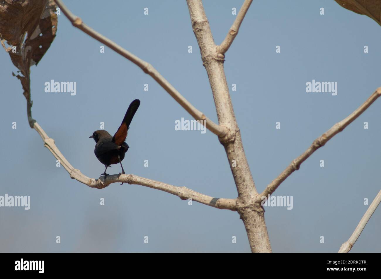 Male Indian robin Copsychus fulicatus cambaiensis. Gir National Park ...