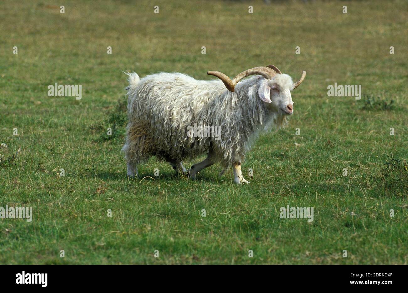 Angora Domestic Billy goat, Breed producing the Mohair Wool Stock Photo ...