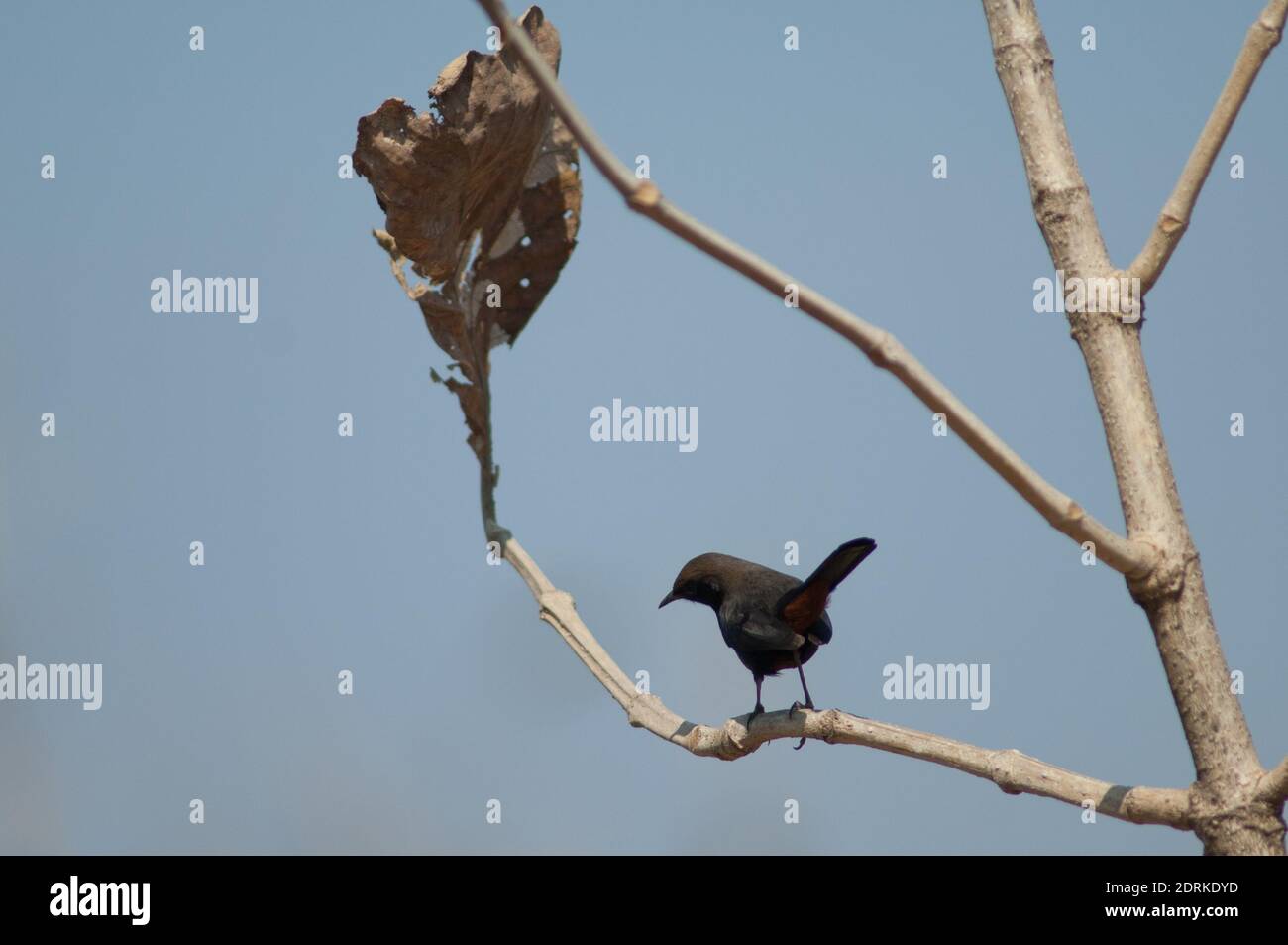 Male Indian robin Copsychus fulicatus cambaiensis. Gir National Park ...