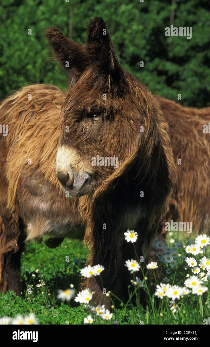 Baudet Du Poitou High Resolution Stock Photography and Images - Alamy