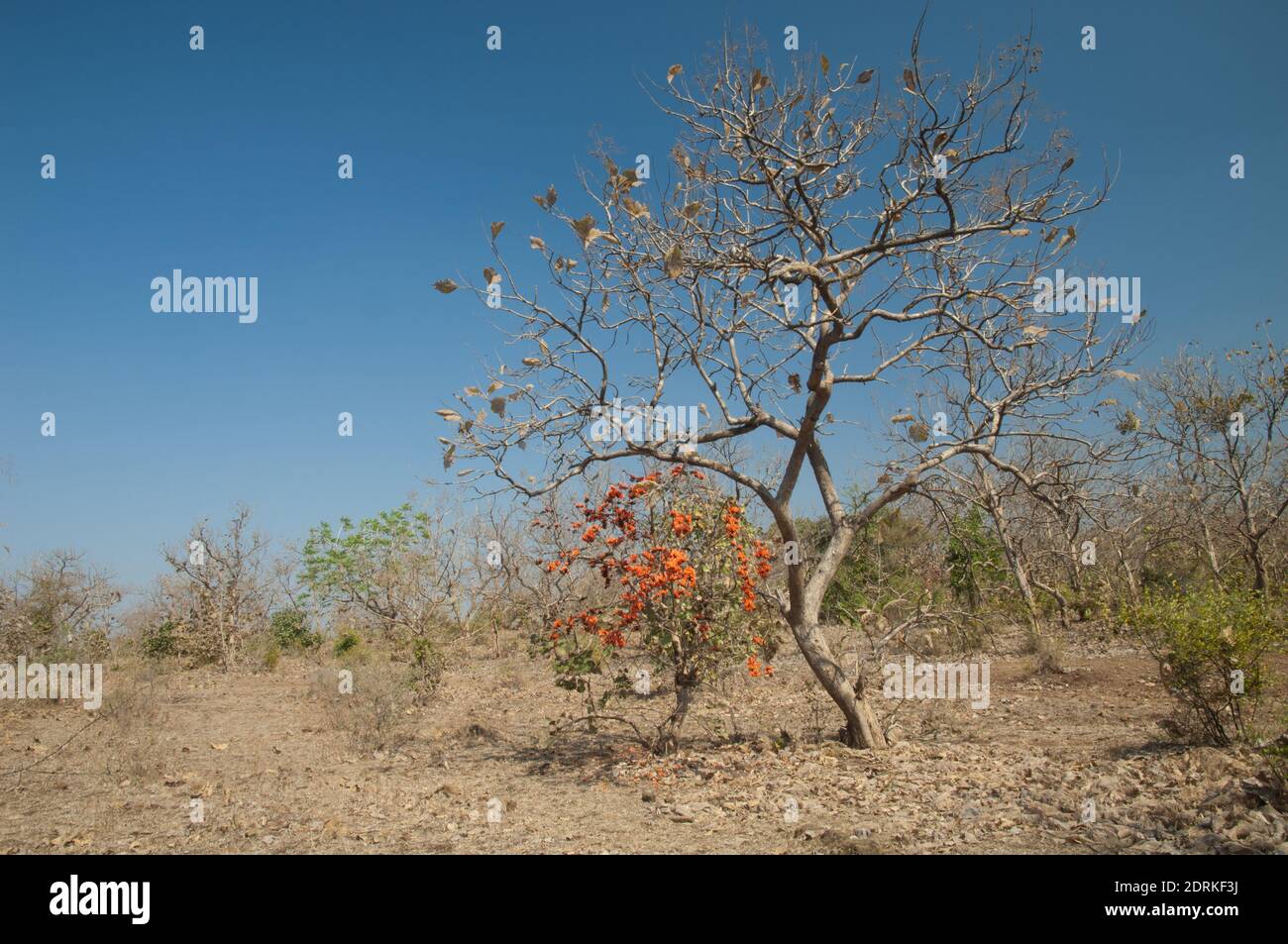 Trees of flame-of-the-forest Butea monosperma. Gir National Park ...
