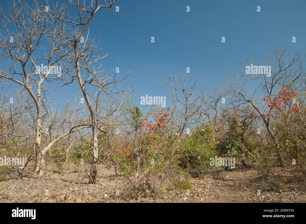 Dry deciduous forest of flame-of-the-forest Butea monosperma. Gir ...