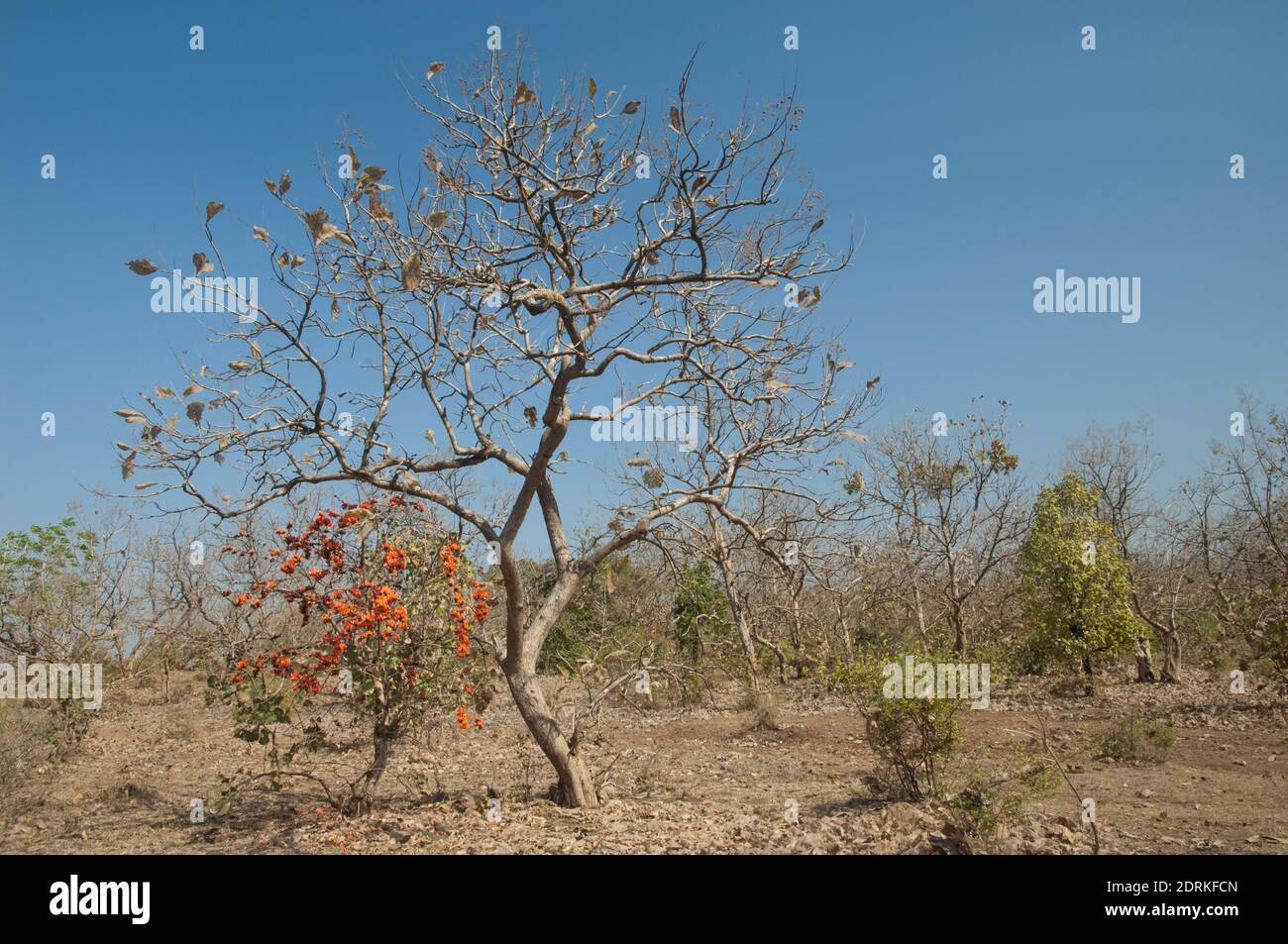 Trees of flame-of-the-forest Butea monosperma. Gir National Park ...