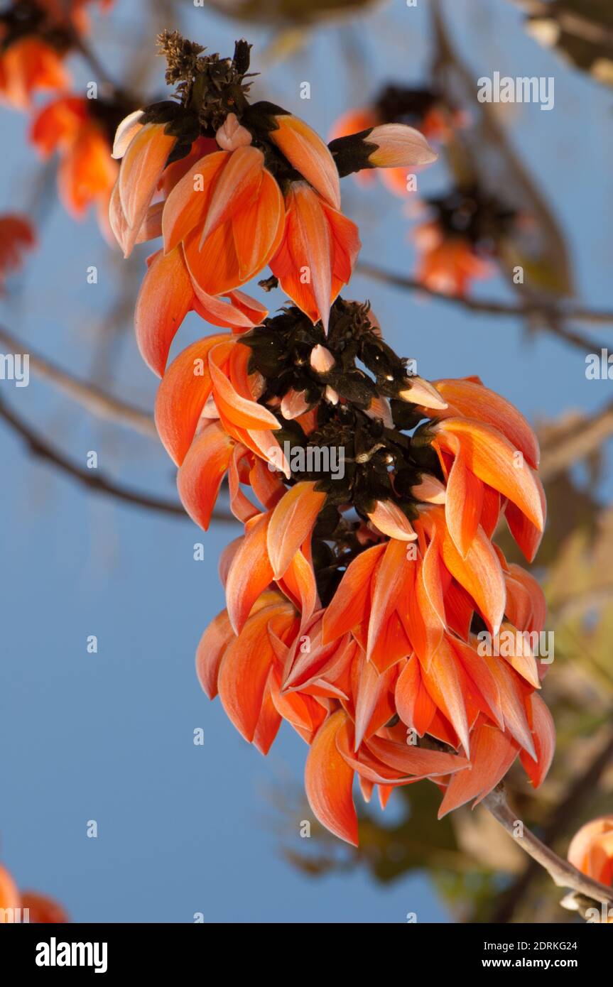 Flowers of flame-of-the-forest Butea monosperma. Gir National Park ...