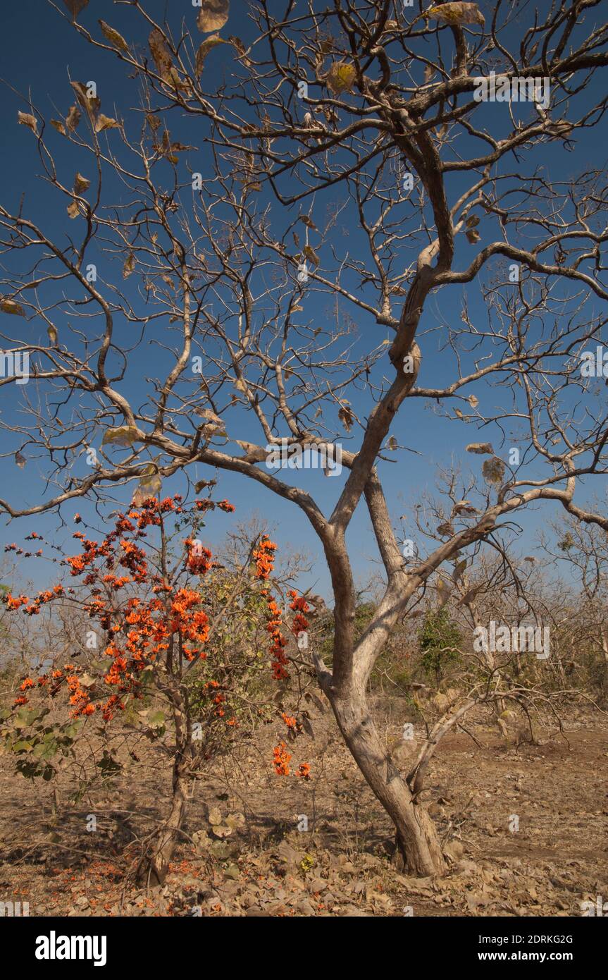 Dry deciduous forest of flame-of-the-forest Butea monosperma. Gir ...