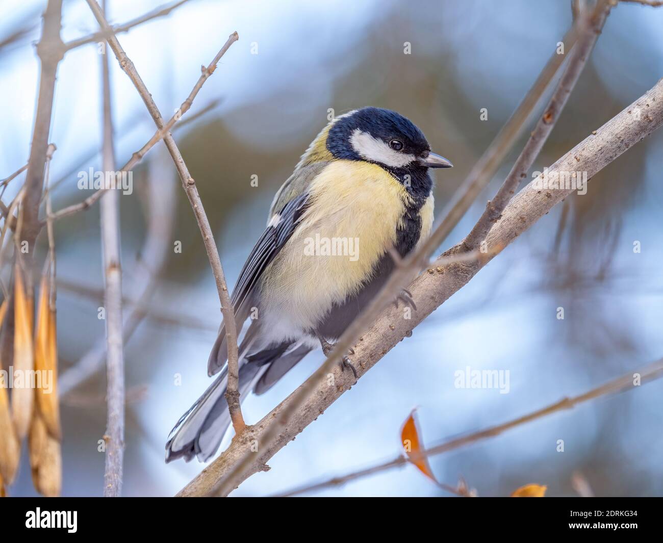 Cute bird Great tit, songbird sitting on a branch without leaves in the ...