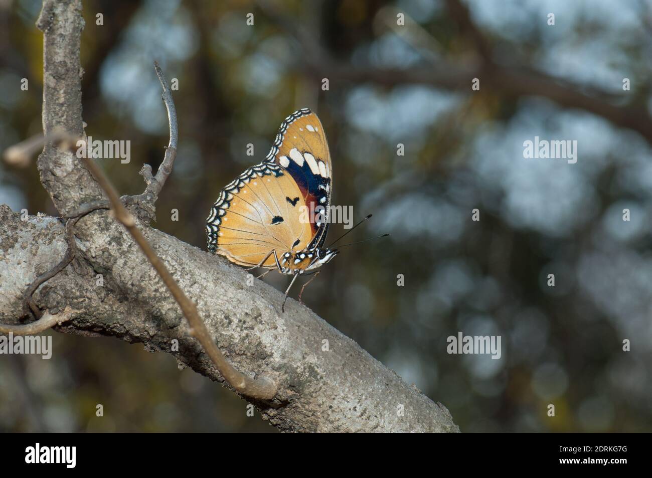 Female danaid eggfly Hypolimnas misippus. Gir National Park. Gujarat ...