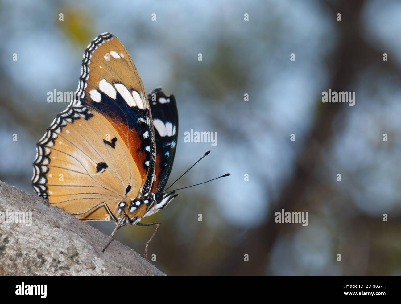 Female danaid eggfly Hypolimnas misippus. Gir National Park. Gujarat ...