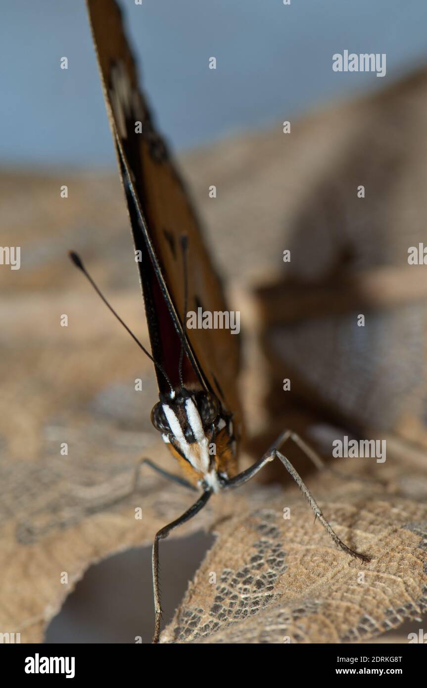 Female danaid eggfly Hypolimnas misippus. Gir National Park. Gujarat ...
