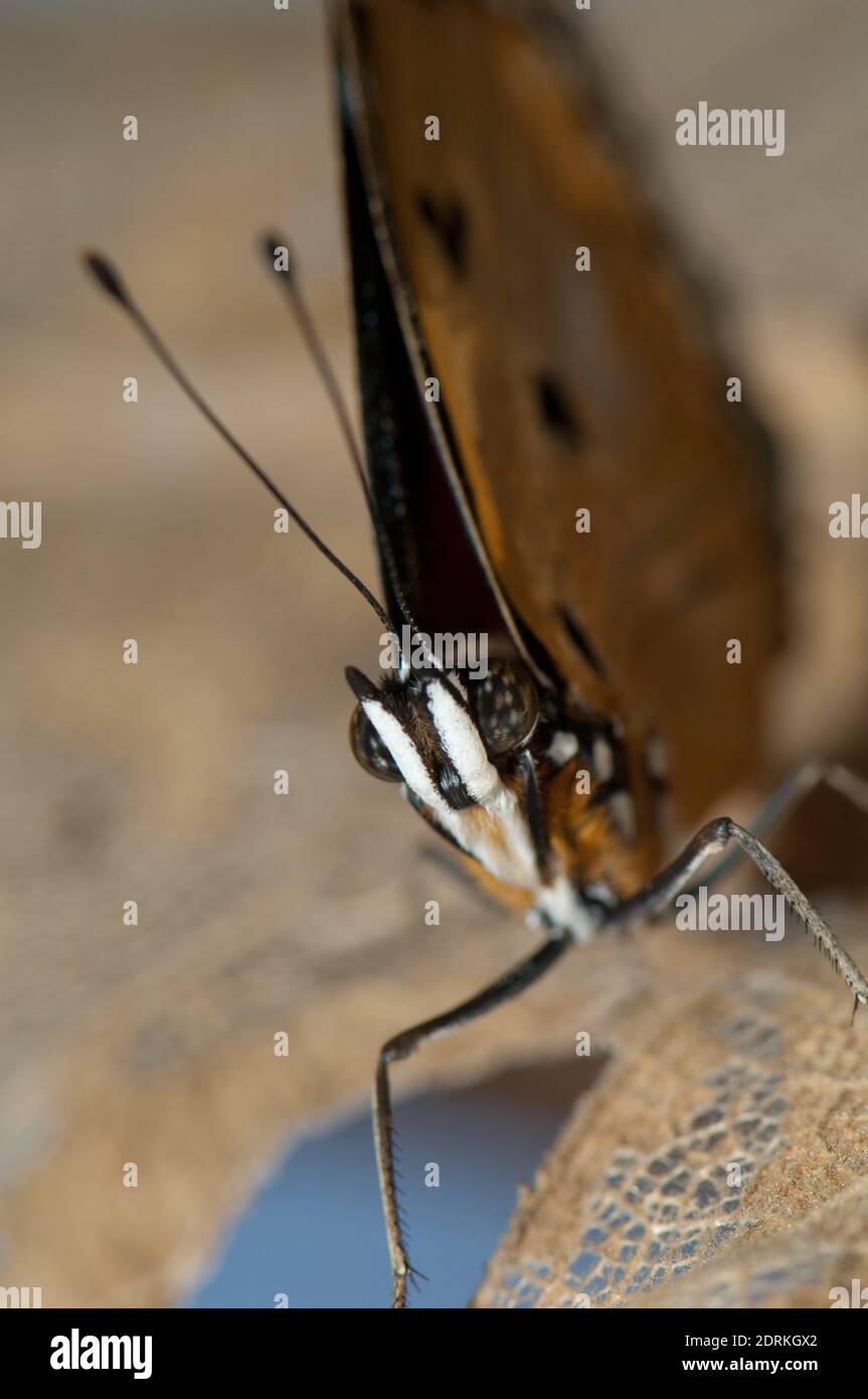 Female danaid eggfly Hypolimnas misippus. Gir National Park. Gujarat ...