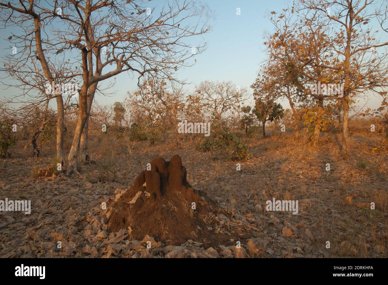 Termite mound and dry deciduous forest. Gir National Park. Gujarat ...