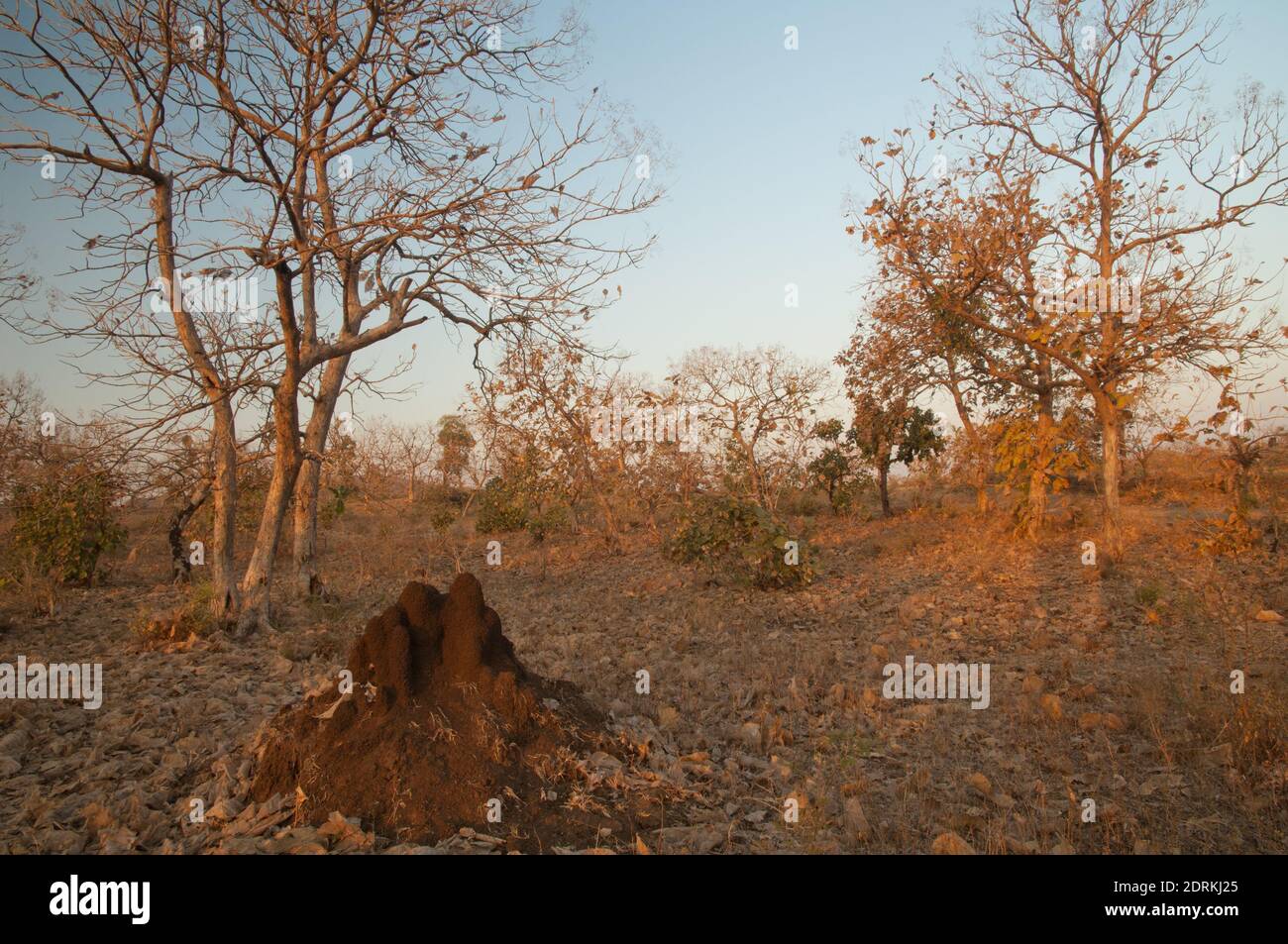 Dry Deciduous Forest