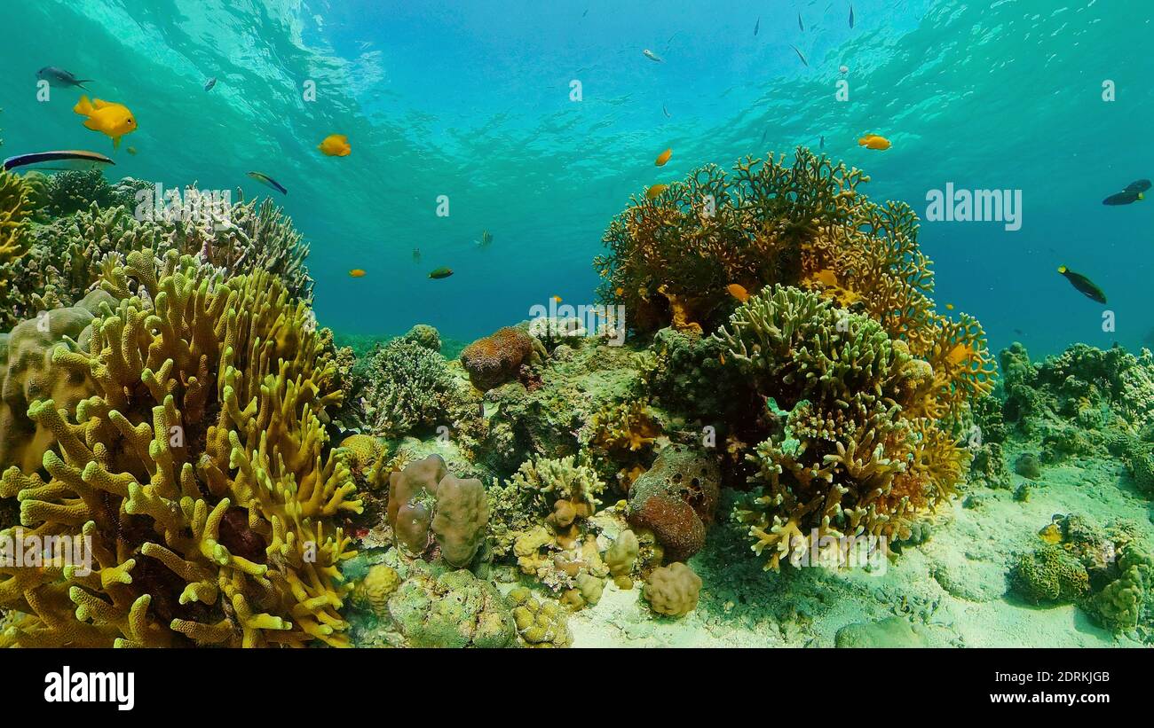 Coral reef and tropical fishes. The underwater world of the Philippines ...