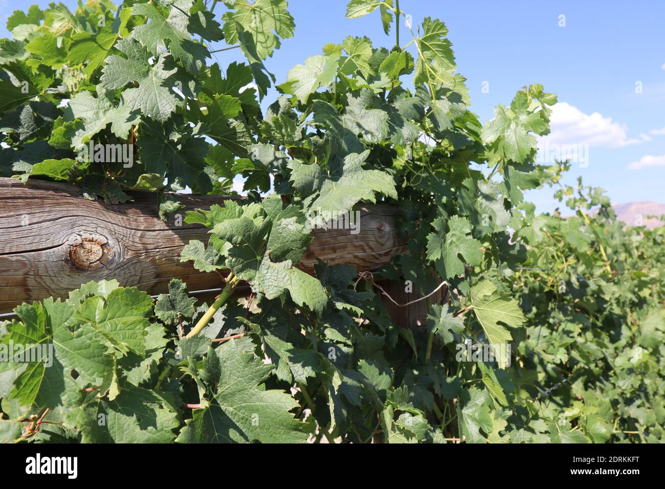 A closeup of wine grape grapevine around a wood trellis in a vineyard ...