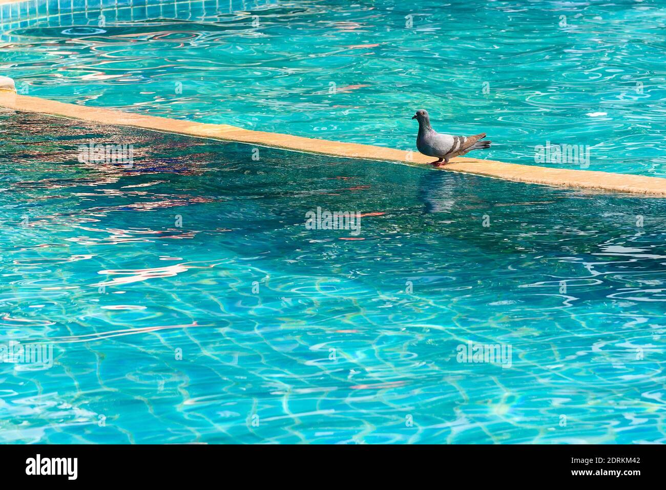 Pigeon Swimming Pool Bird High Resolution Stock Photography and Images ...
