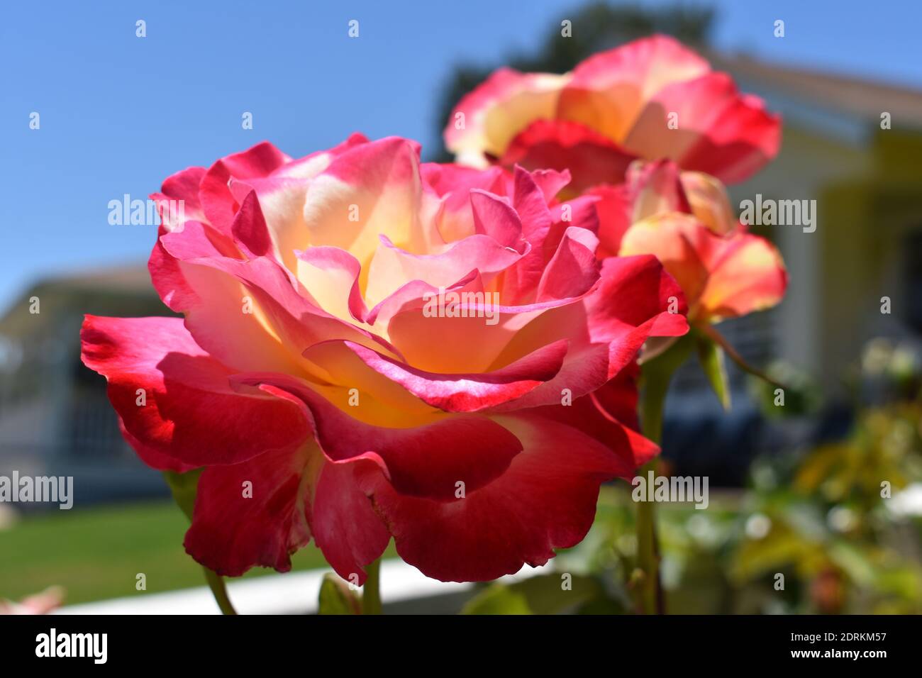 Multi color roses hi-res stock photography and images - Alamy