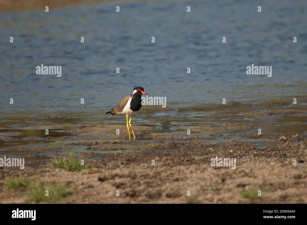 Red-wattled lapwing Vanellus indicus in the Hiran river. Sasan. Gir ...