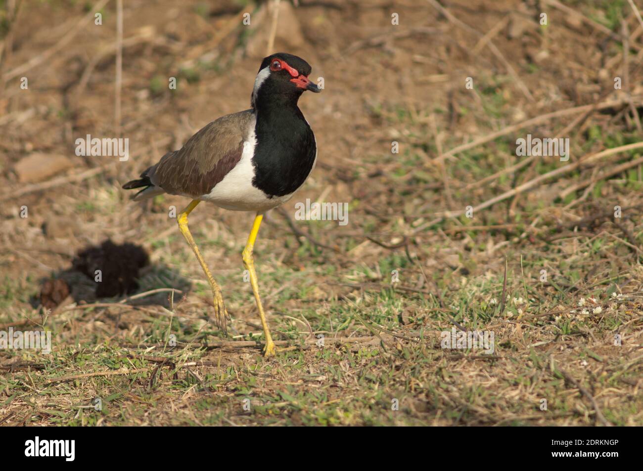 Red-wattled lapwing Vanellus indicus in a meadow. Hiran river. Sasan ...